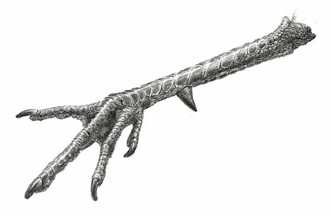 Wild Turkey Foot - Andrew Leach Projects