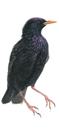 Common Starling Study - Andrew Leach Projects